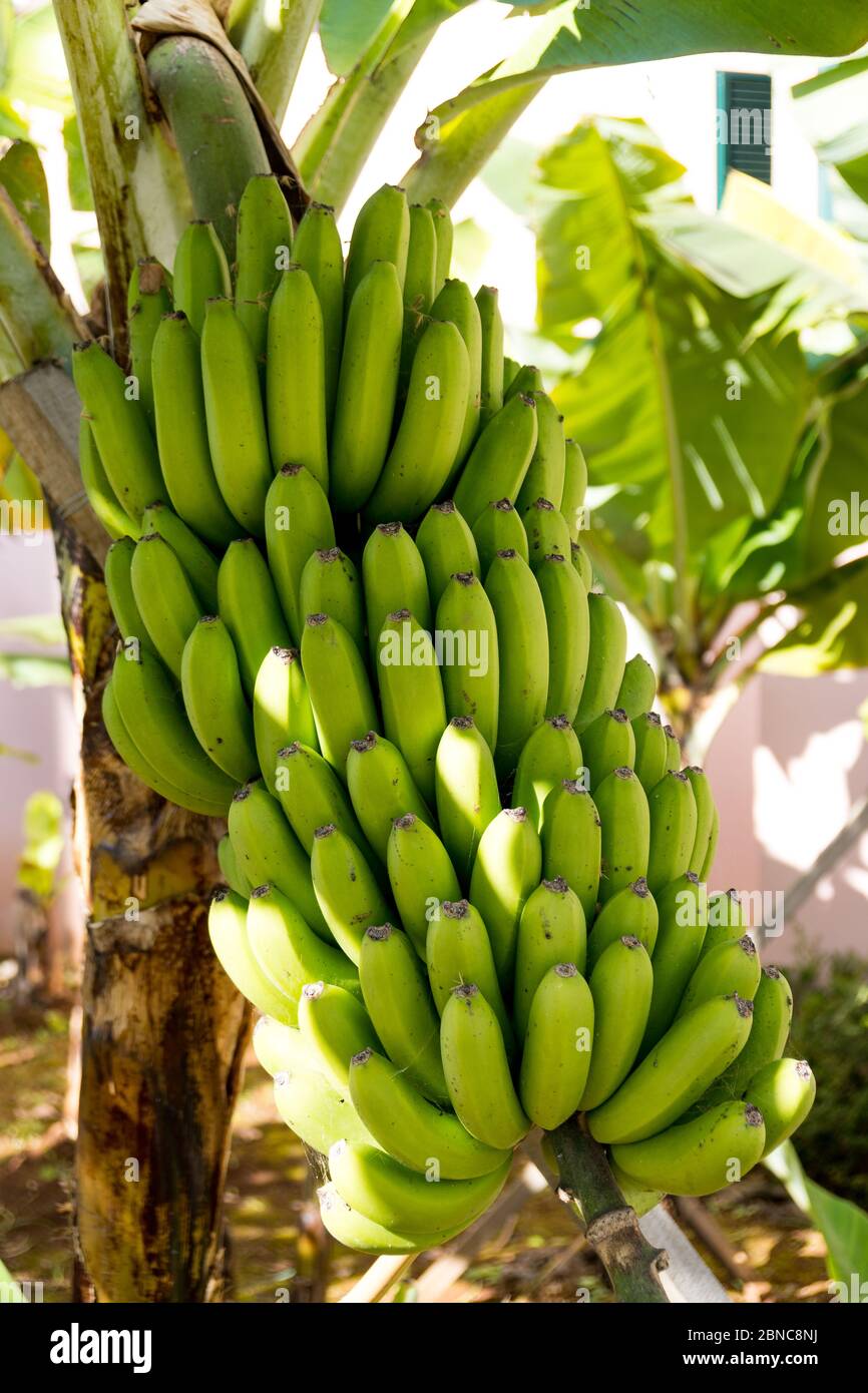 Wonderful banana tree hi-res stock photography and images - Alamy