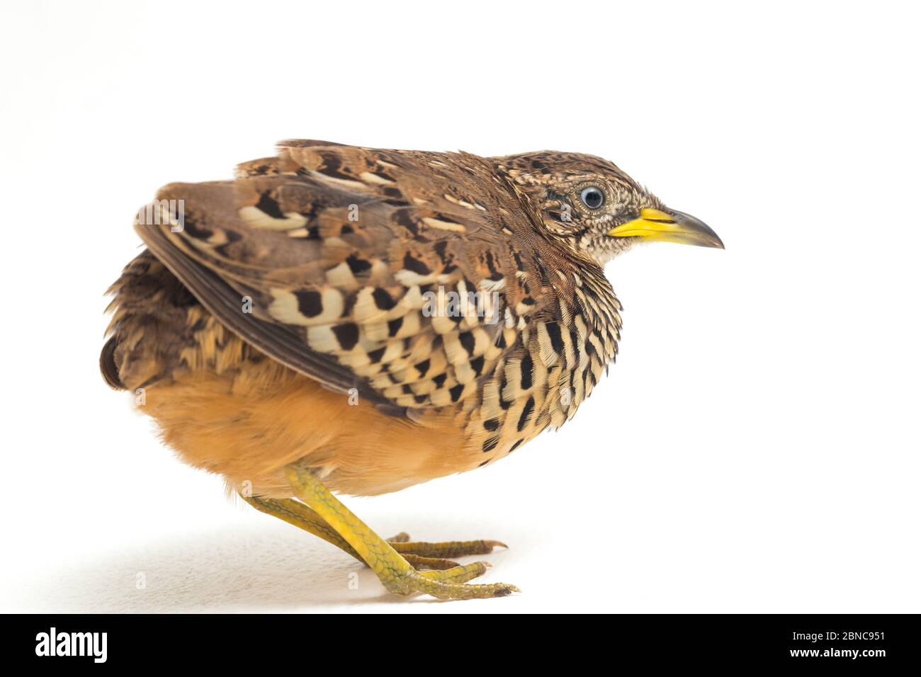 A male barred buttonquail or common bustard-quail (Turnix suscitator ...
