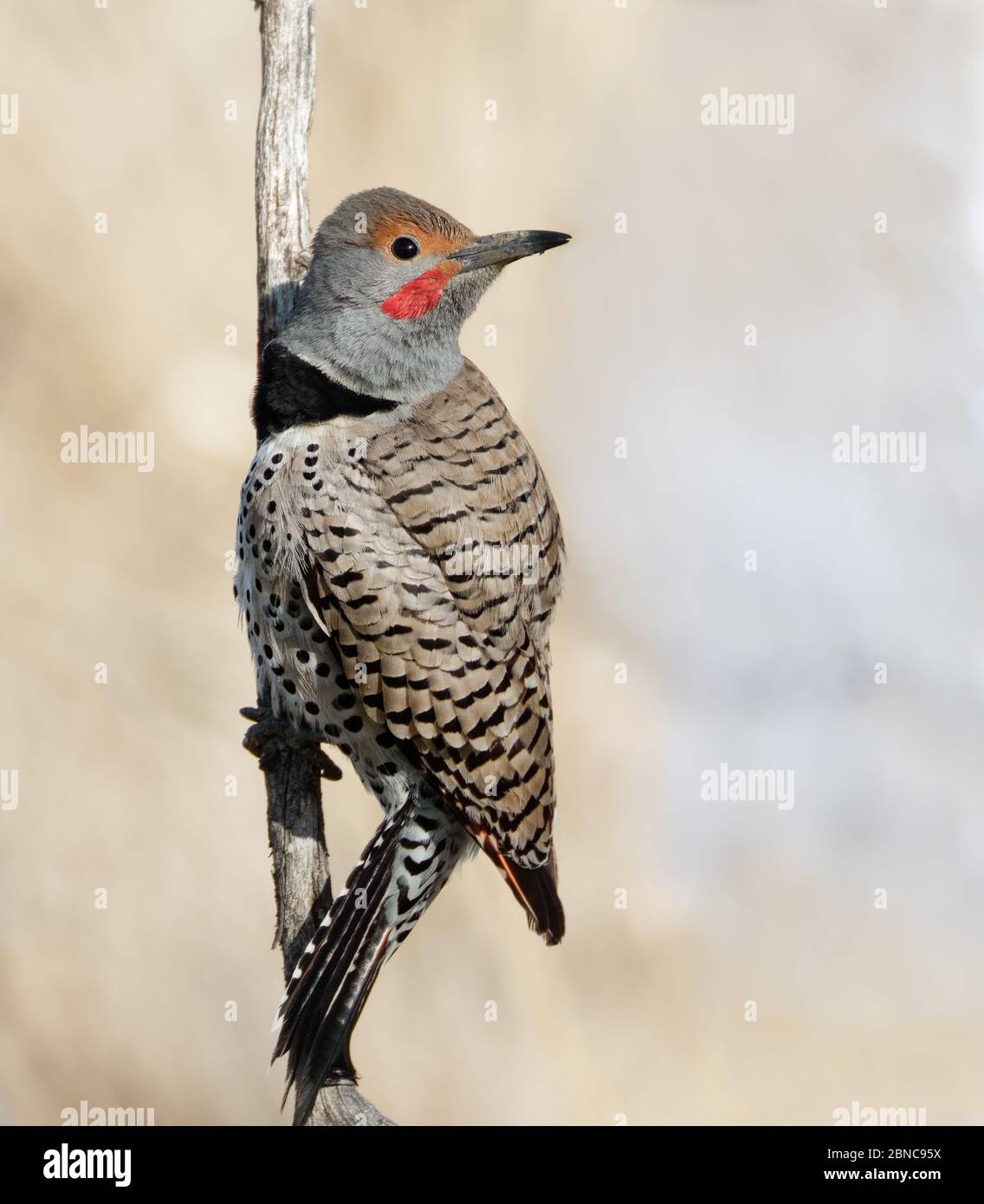 Northern flicker wing feathers High Resolution Stock Photography and ...