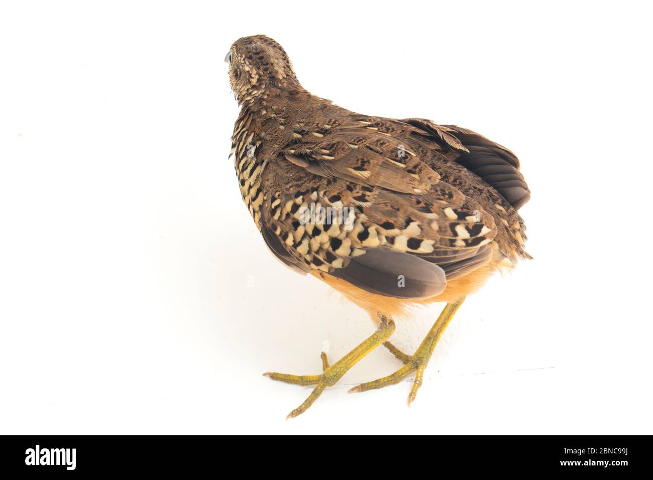 A male barred buttonquail or common bustard-quail (Turnix suscitator ...