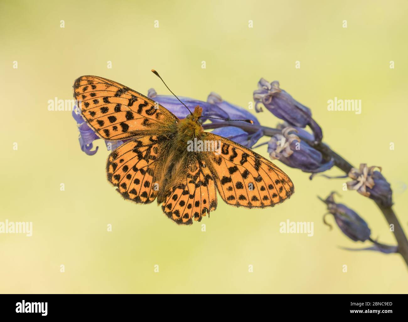 Pearl-bordered Fritillary (Boloria euphrosyne) butterfly basking with ...