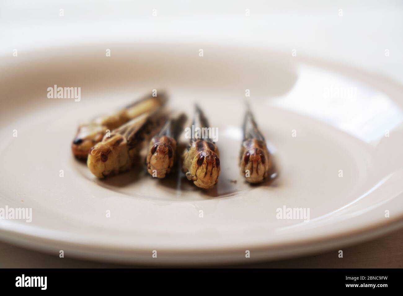 Fried crickets dish hi-res stock photography and images - Alamy