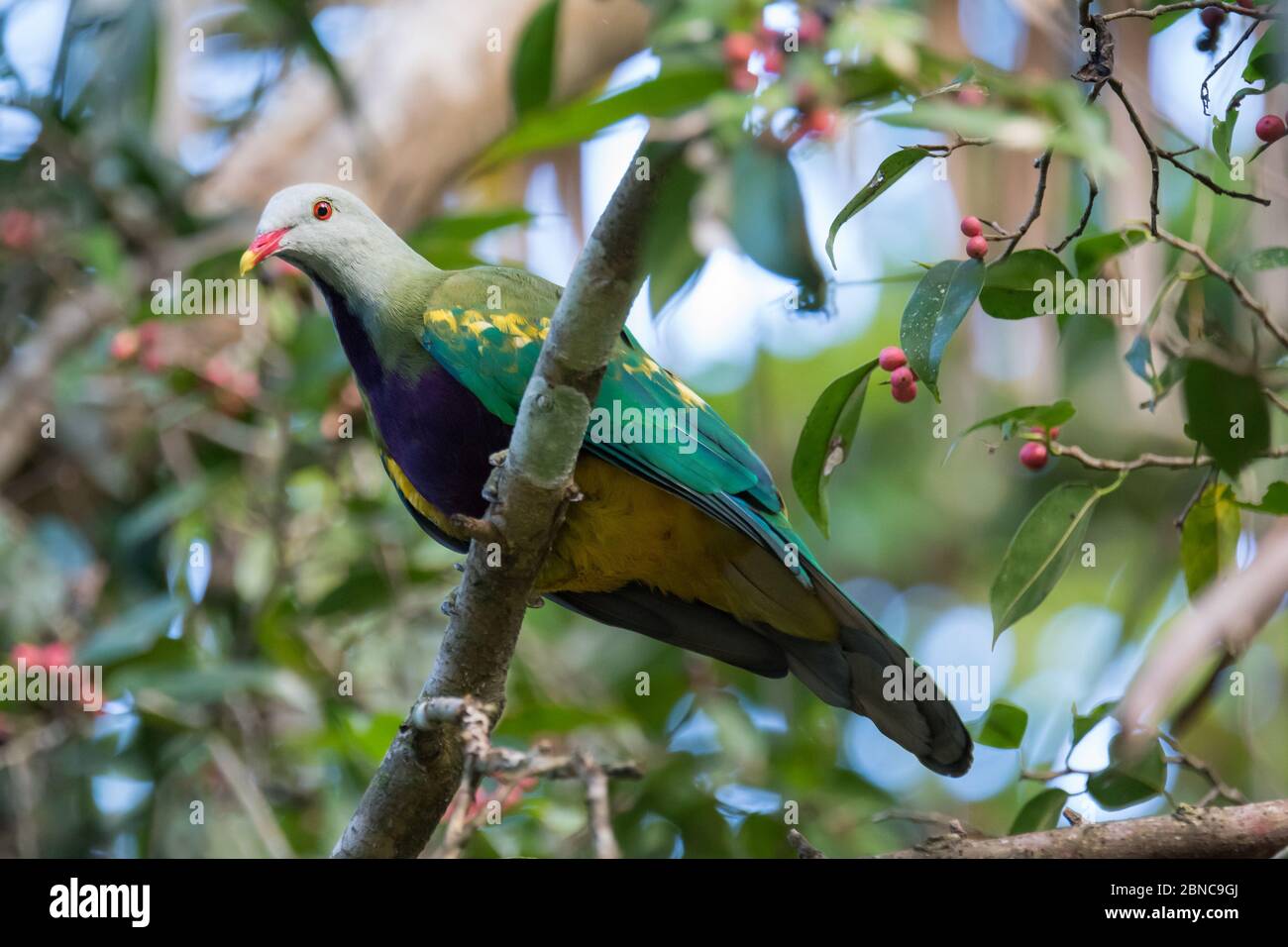 Fruit dove hi-res stock photography and images - Alamy