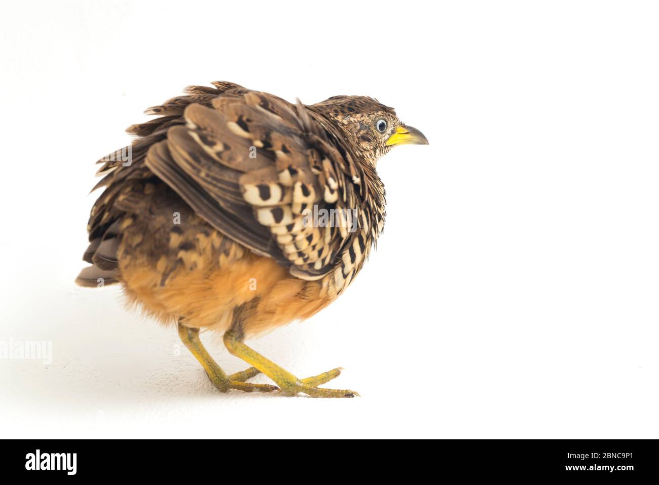 A male barred buttonquail or common bustard-quail (Turnix suscitator ...