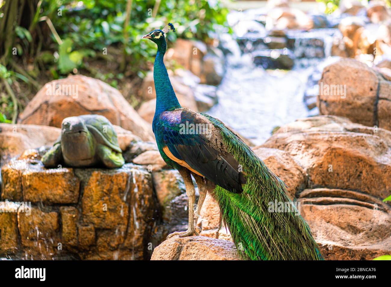 Peacock walks near the waterfall. Beautiful graceful bird. Bird ...