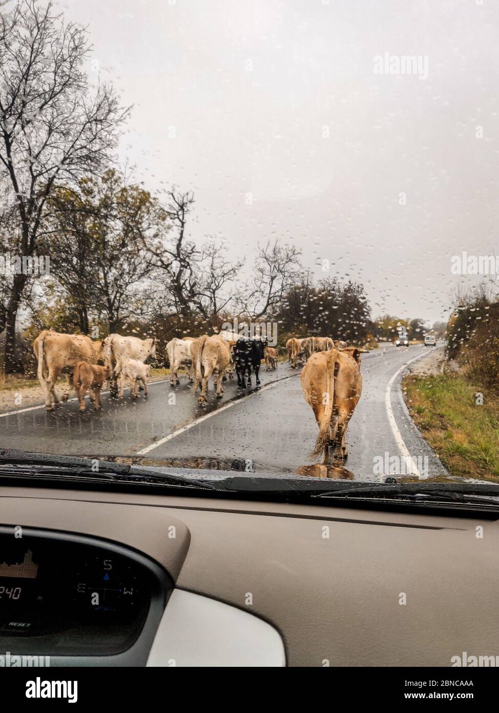Vertical shot of a group of cows on the road on a rainy day captured ...