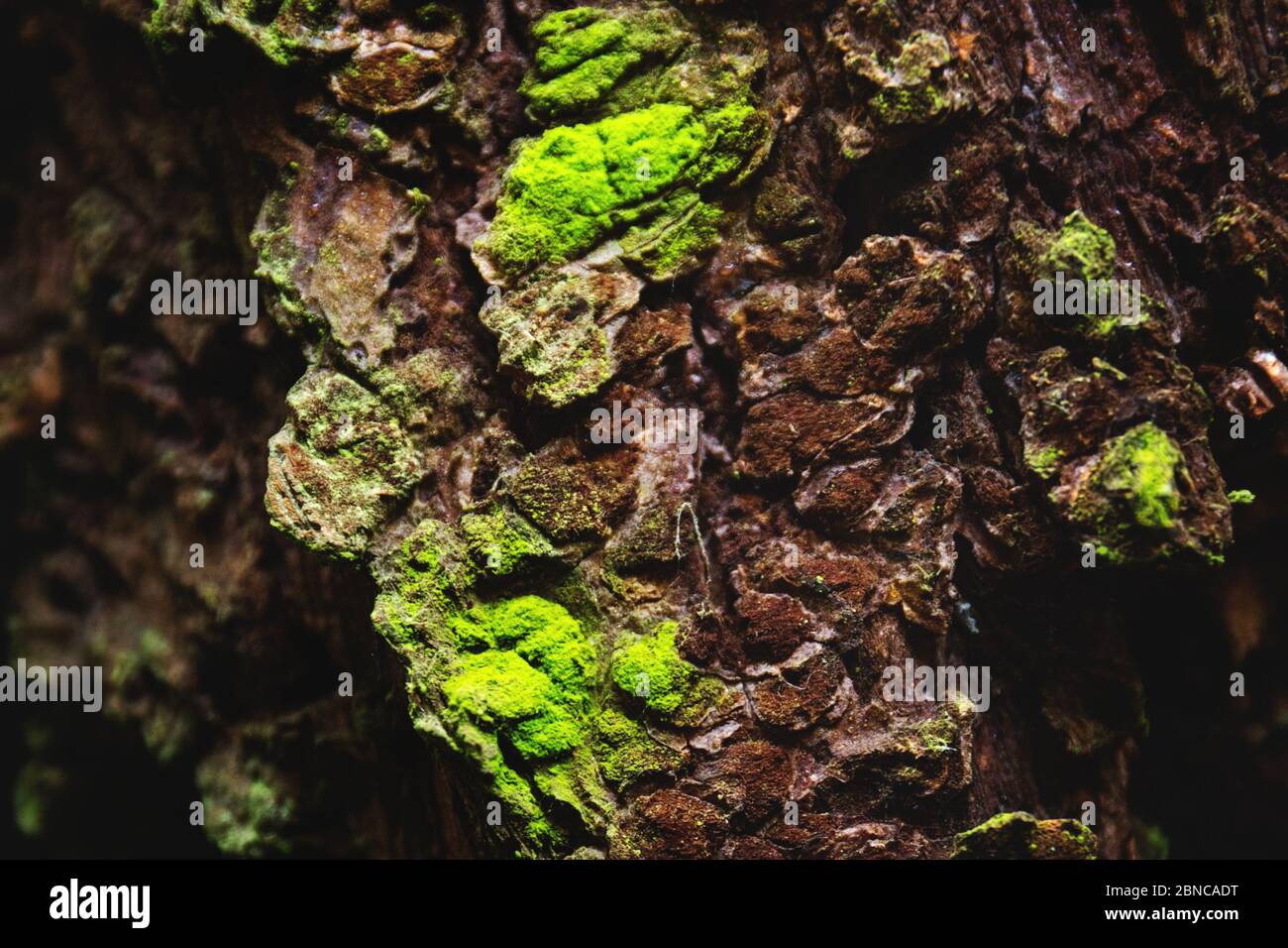 Closeup shot of a beautiful piece of the trunk of a tree which has ...