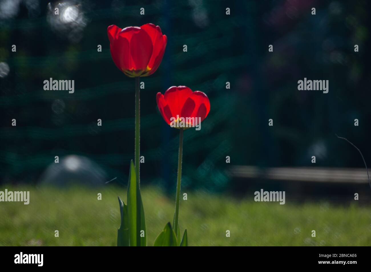 Selective focus shot of two red tulips in the field with a blurred background Stock Photo - Alamy