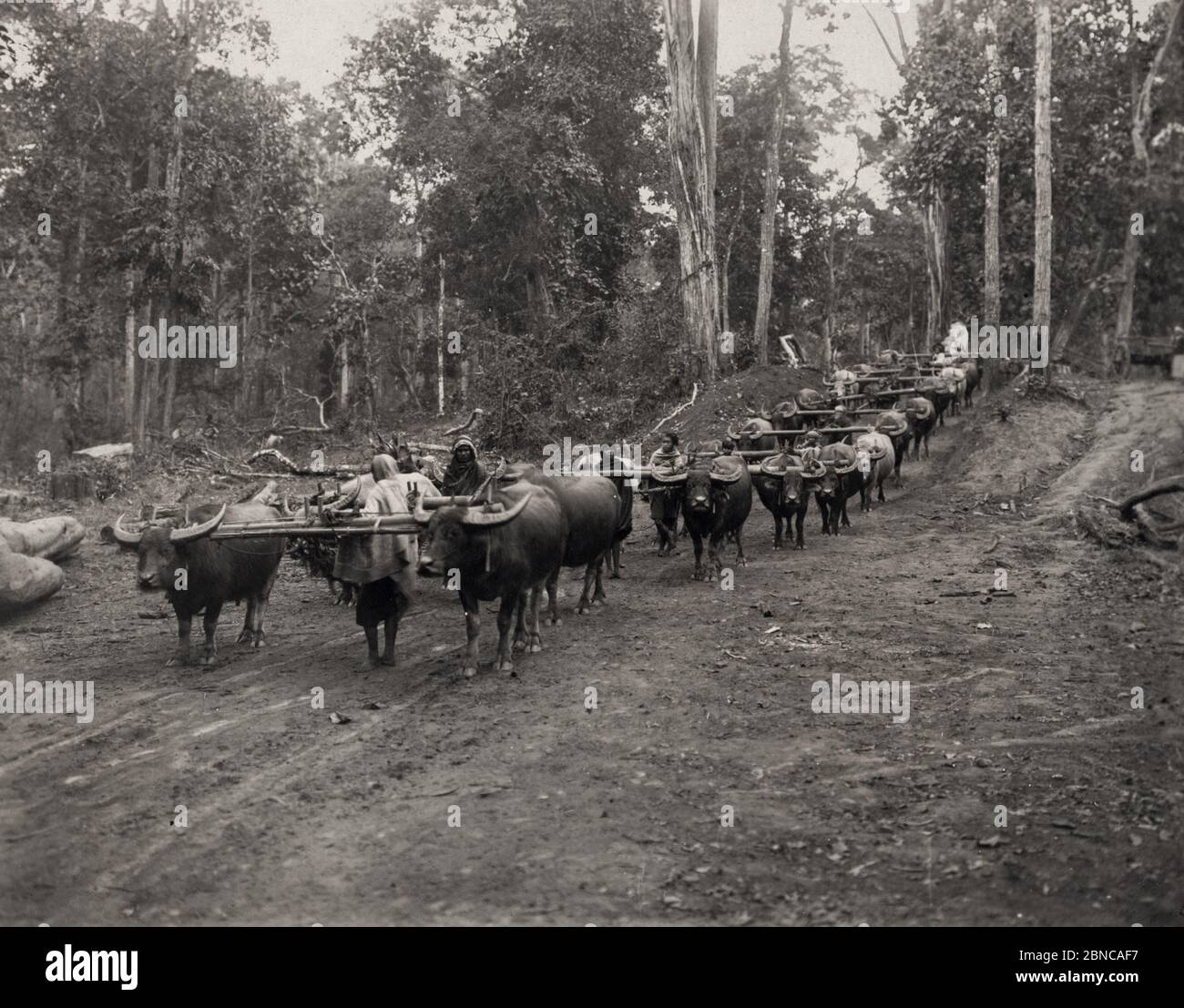 19th century logging hi-res stock photography and images - Alamy