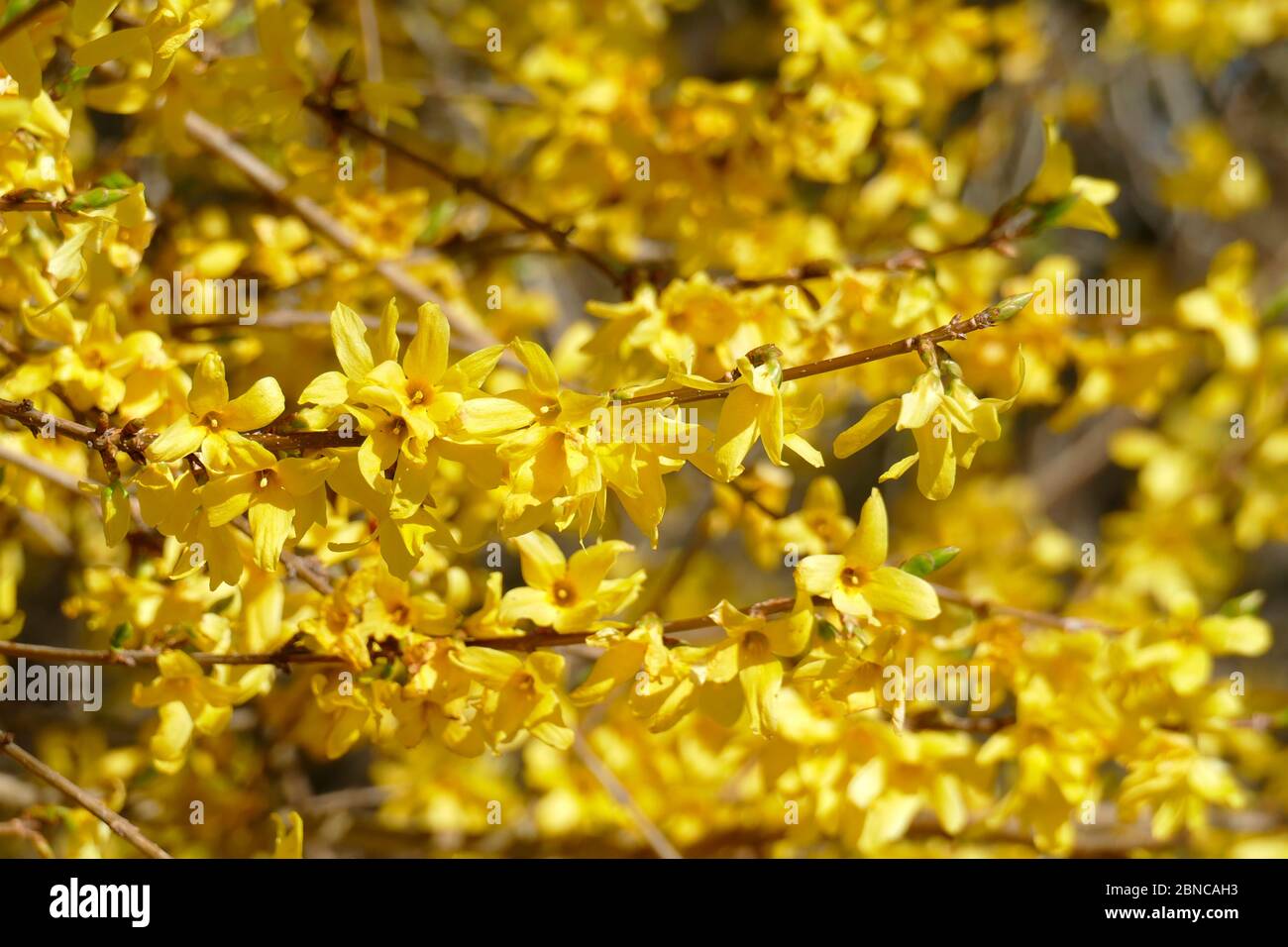 Yellow forsythia flowers , forsythia, gold bell (forsythia), background ...