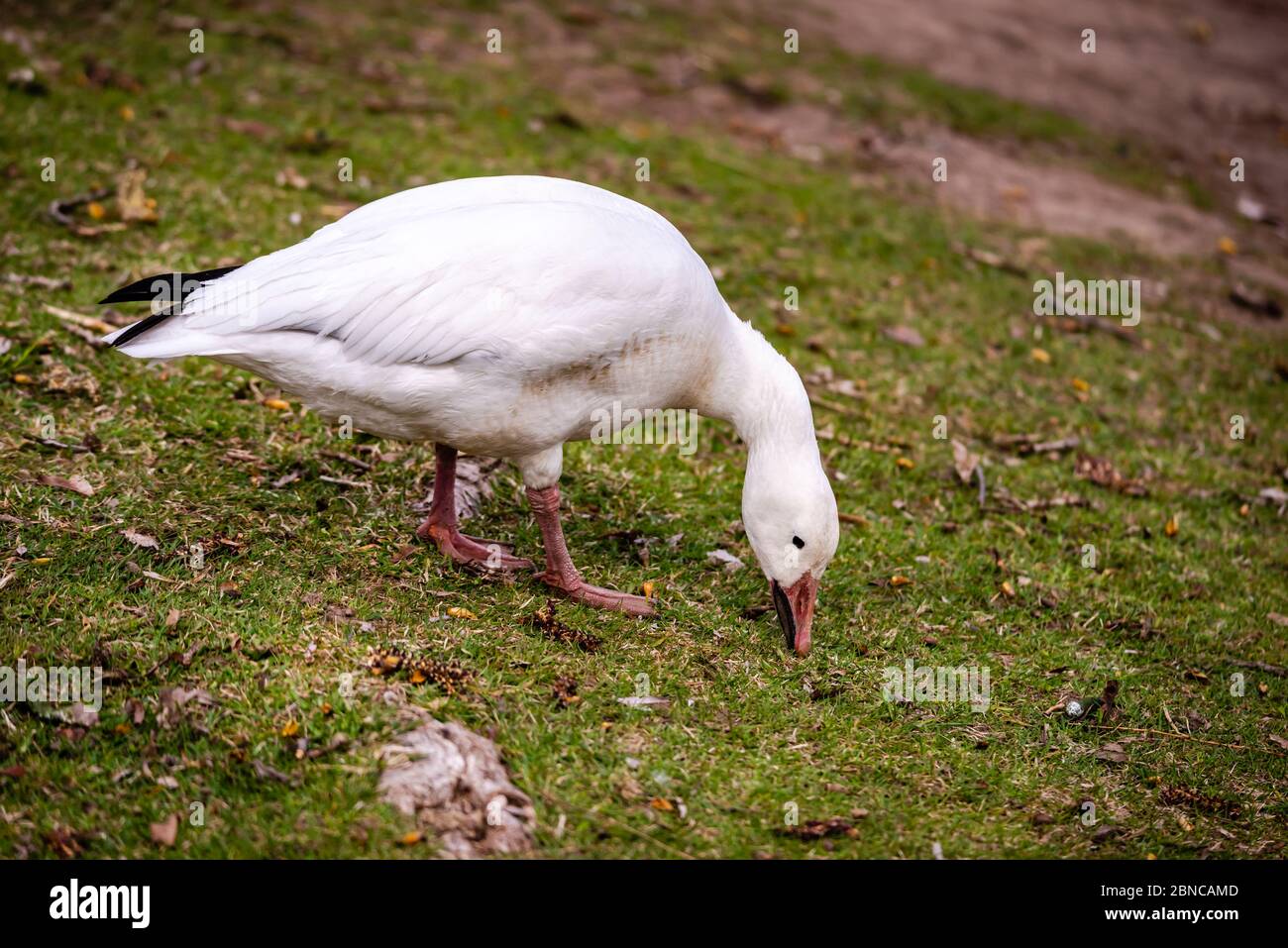 Snow Goose eating the grass Stock Photo - Alamy