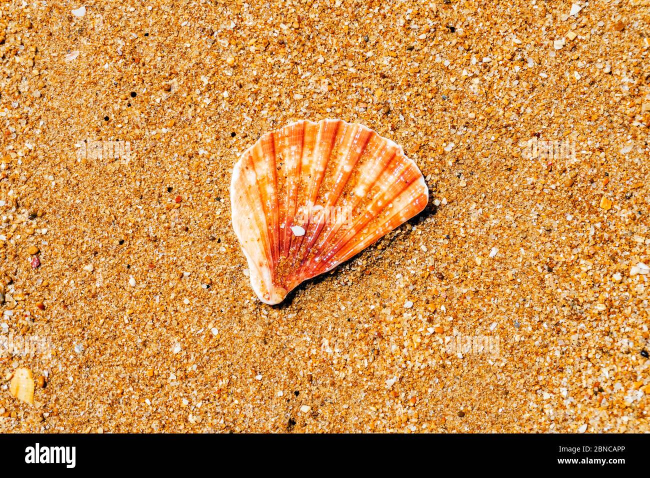 Scallop shell on sand by the seaside in Algarve, Portugal Stock Photo ...