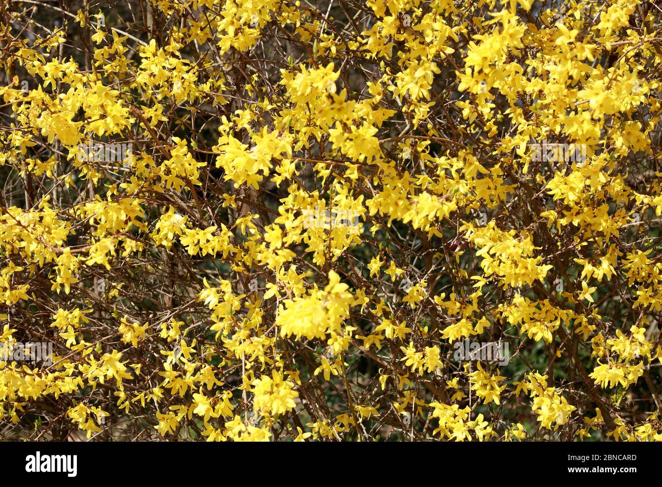 Yellow forsythia flowers , forsythia, gold bell (forsythia), background ...