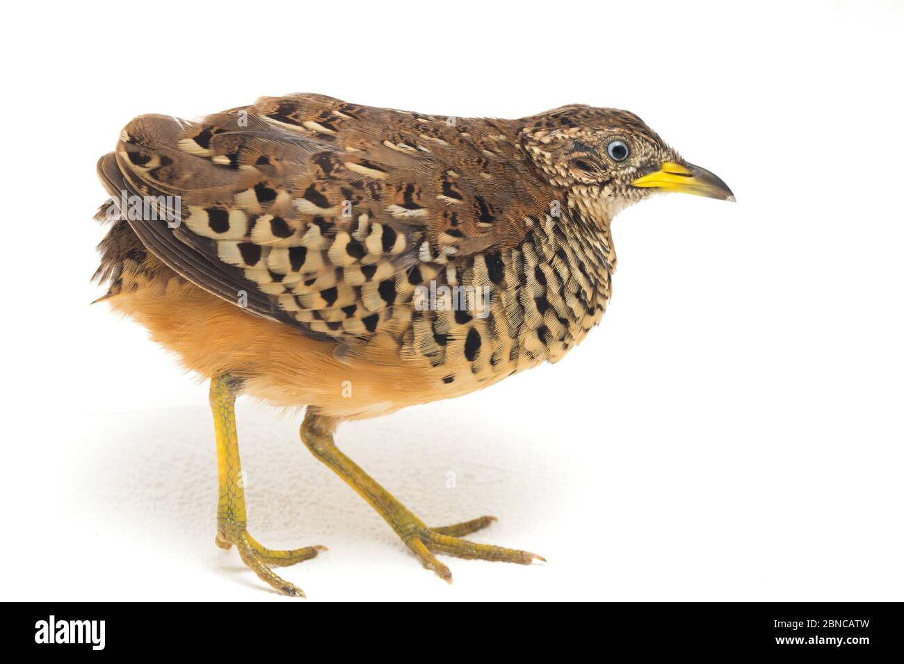 A male barred buttonquail or common bustard-quail (Turnix suscitator ...