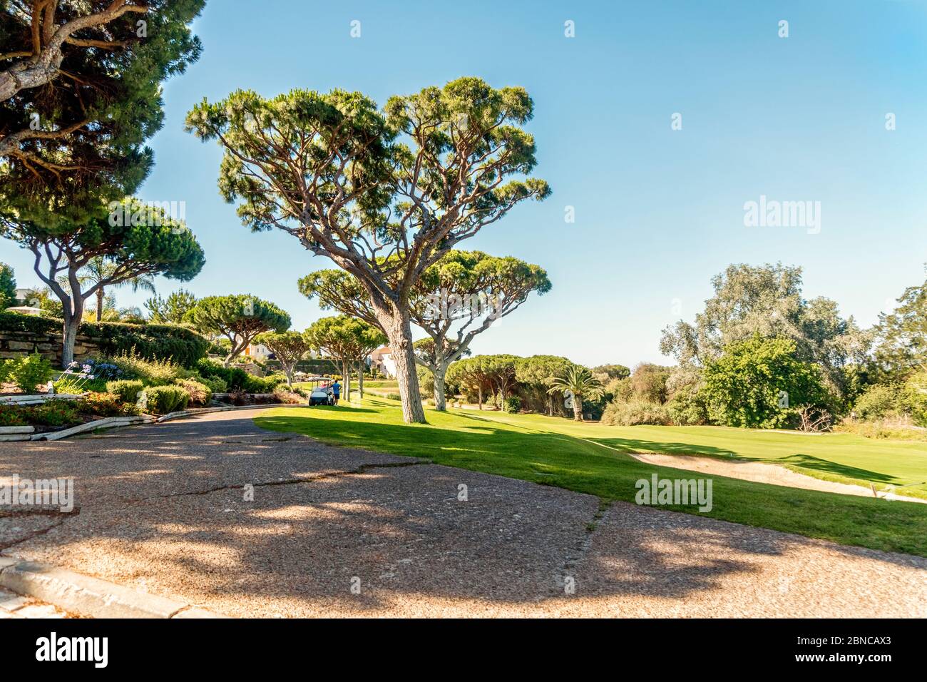 Beautiful golf course among pine trees in Algarve, south Portugal Stock ...