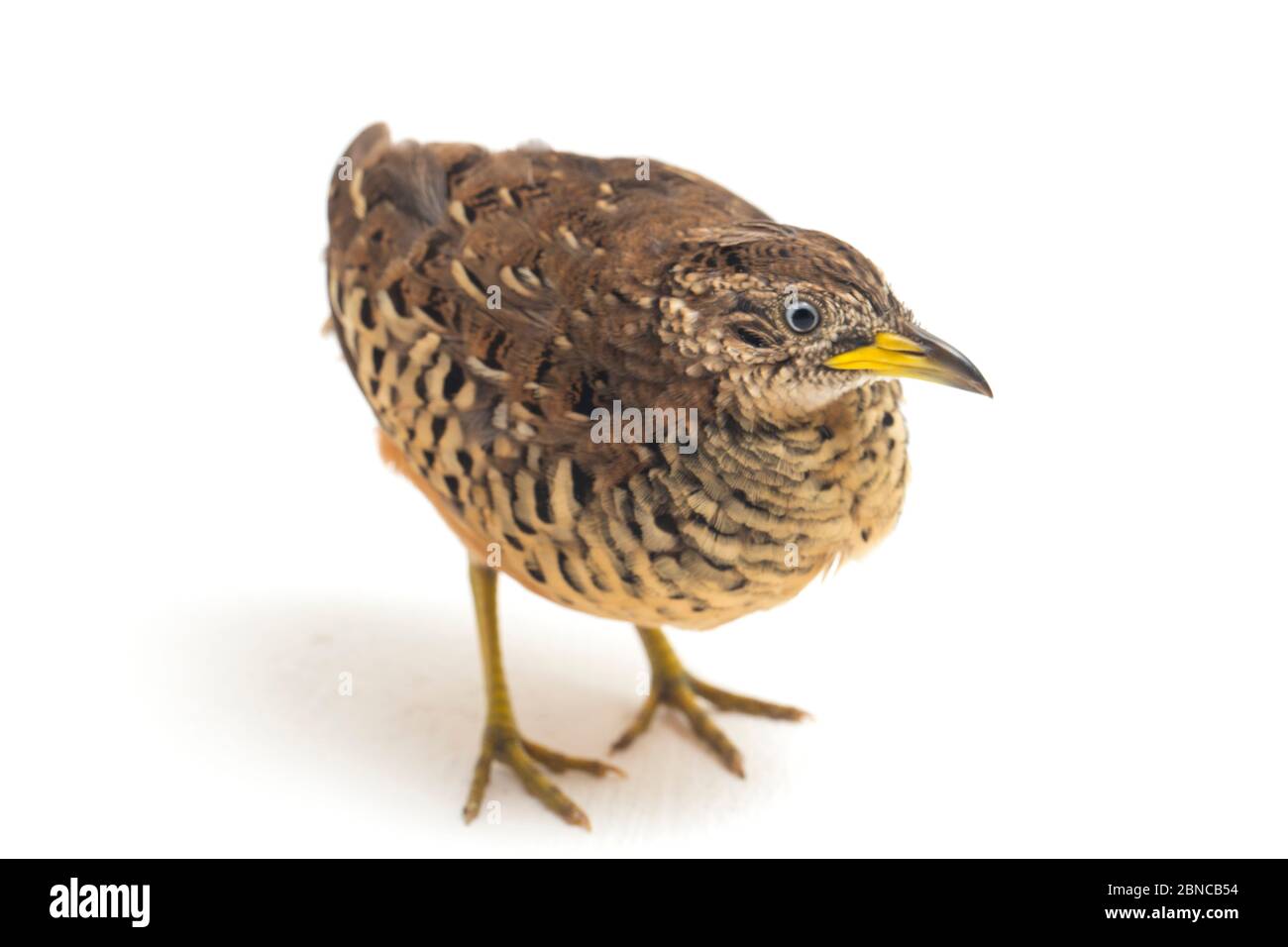 A male barred buttonquail or common bustard-quail (Turnix suscitator ...