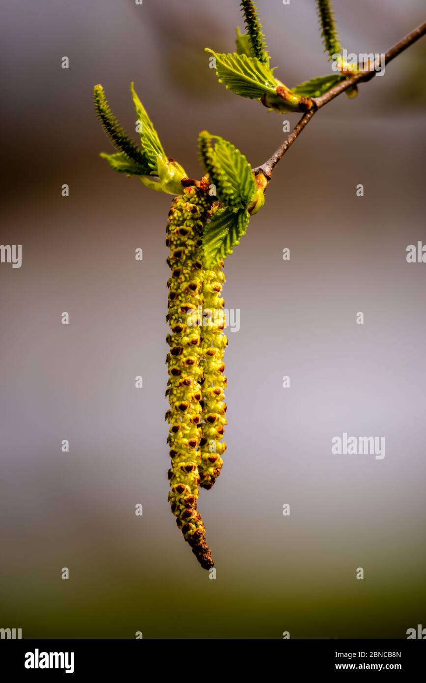 River birch hi-res stock photography and images - Alamy