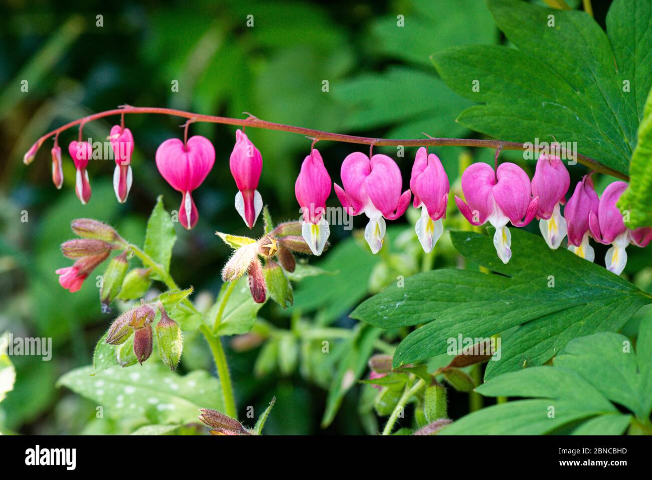 Fumaria Spectabilis High Resolution Stock Photography and Images - Alamy
