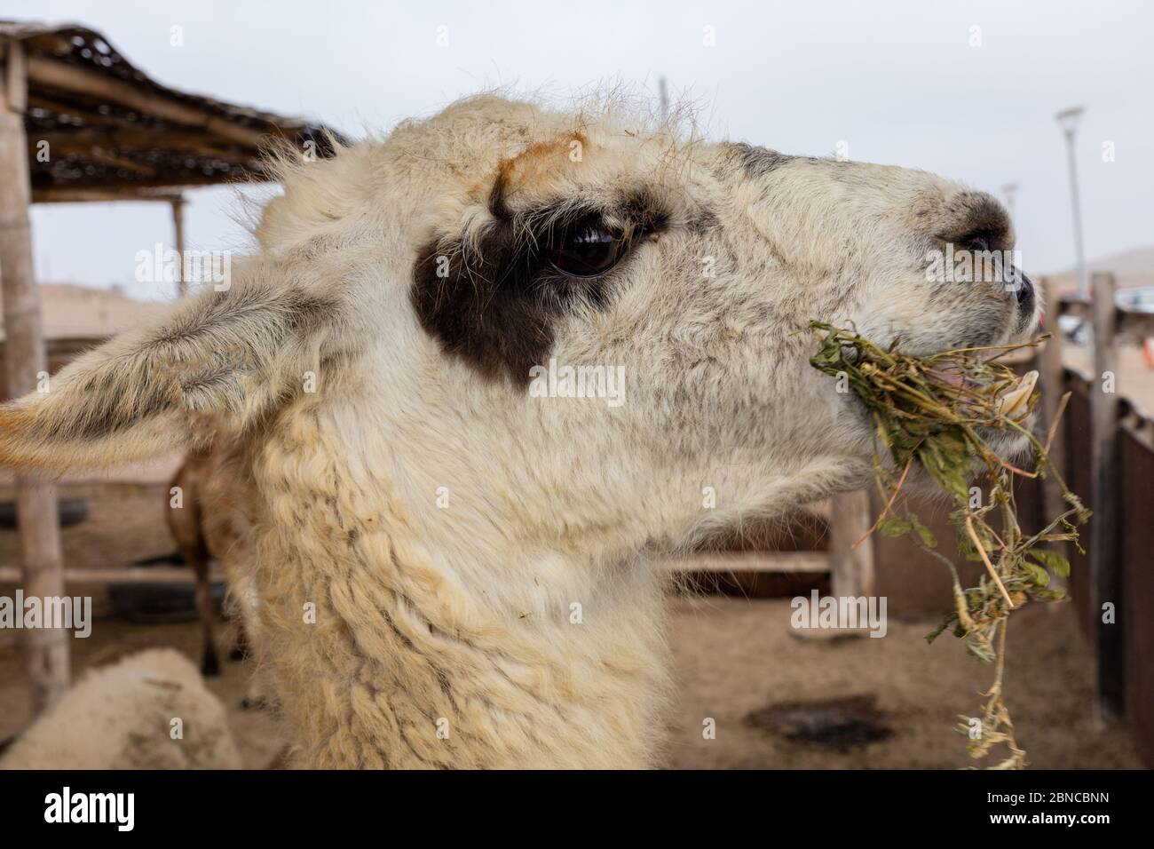 The Peruvian lama is a large camelid native to South America. The Lama ...