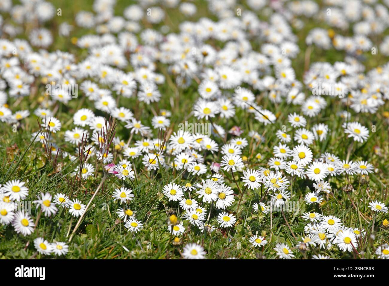 Blooming daisies, flower meadow, background picture, Germany, Europe ...