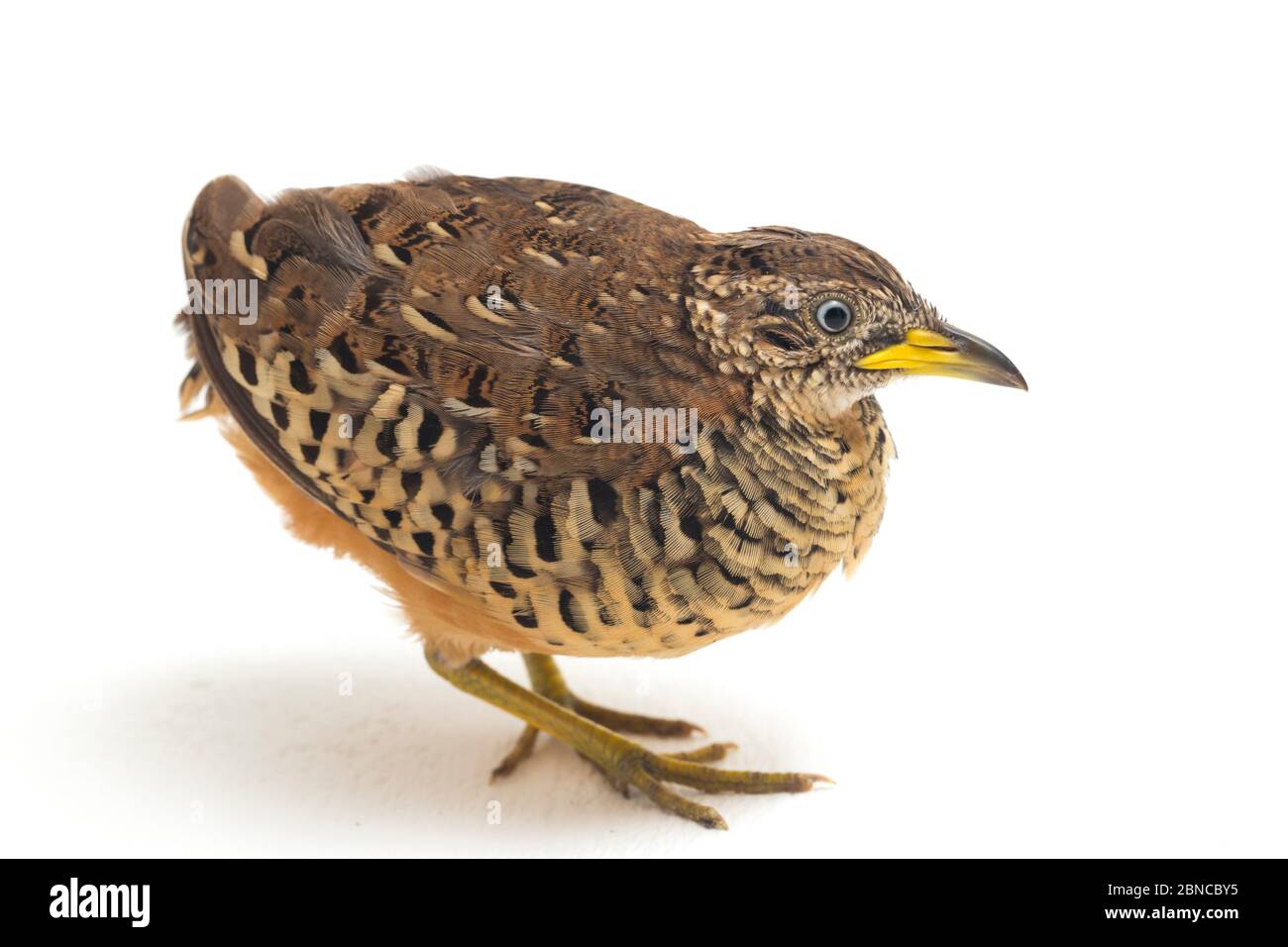 A male barred buttonquail or common bustard-quail (Turnix suscitator ...