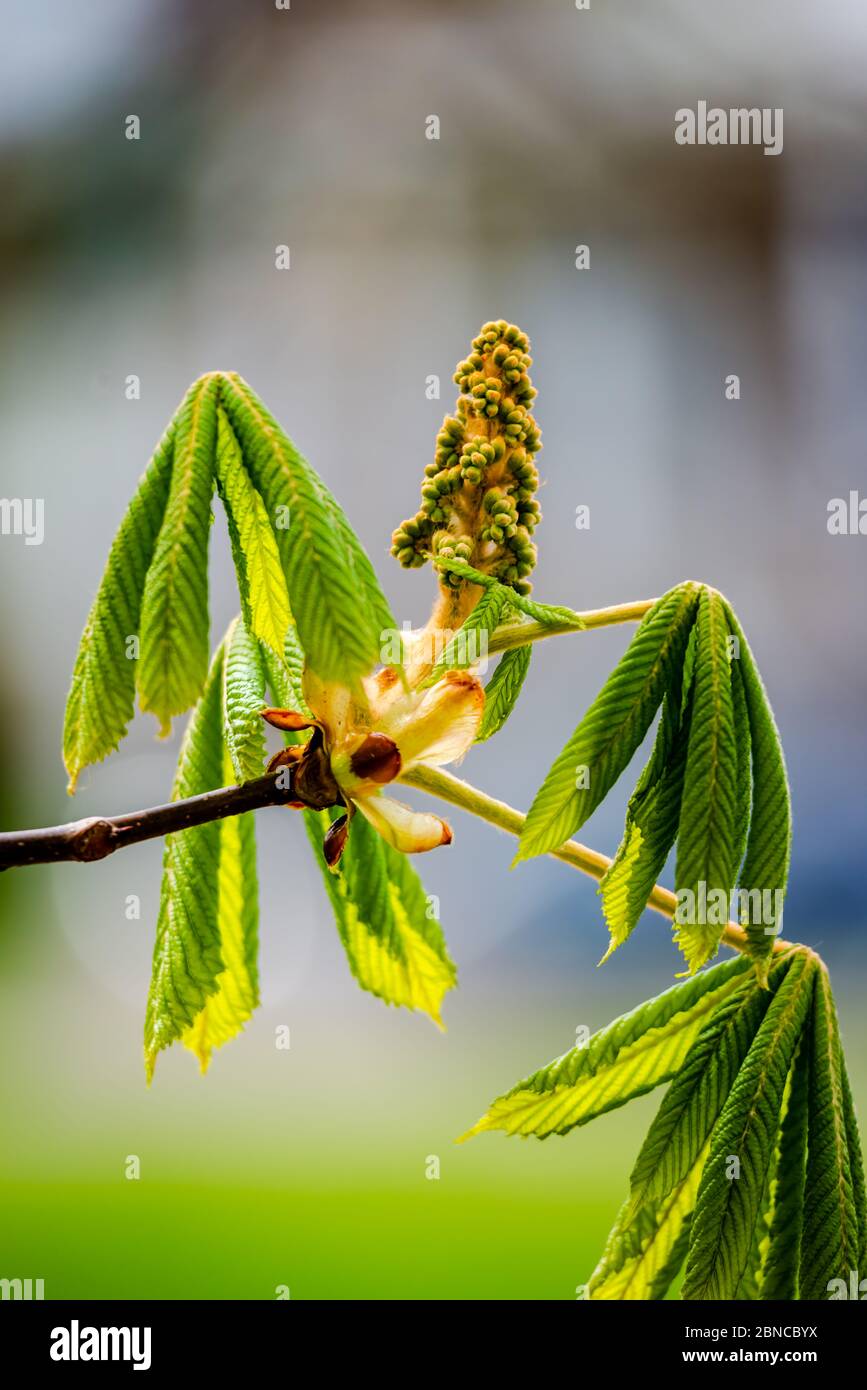 Buds of chestnut tree hi-res stock photography and images - Alamy
