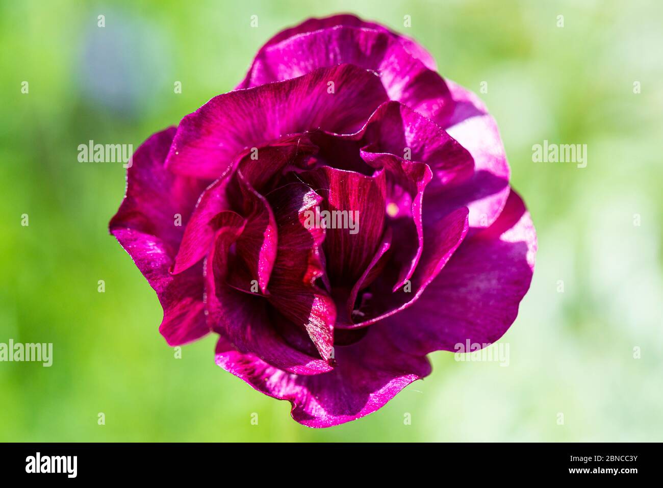 A purple ranunculus flower Stock Photo - Alamy