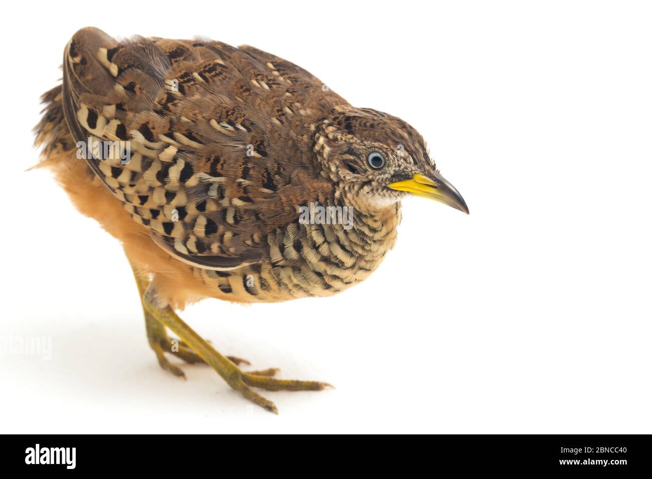 A male barred buttonquail or common bustard-quail (Turnix suscitator ...