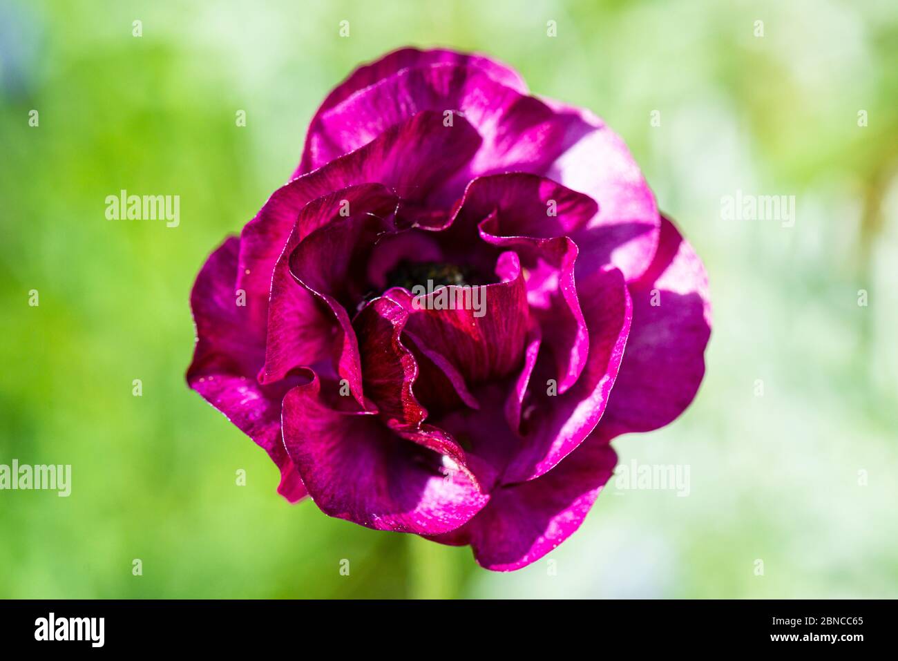 A purple ranunculus flower Stock Photo - Alamy