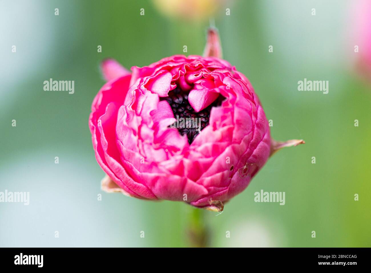 Flower bud opening hi-res stock photography and images - Alamy