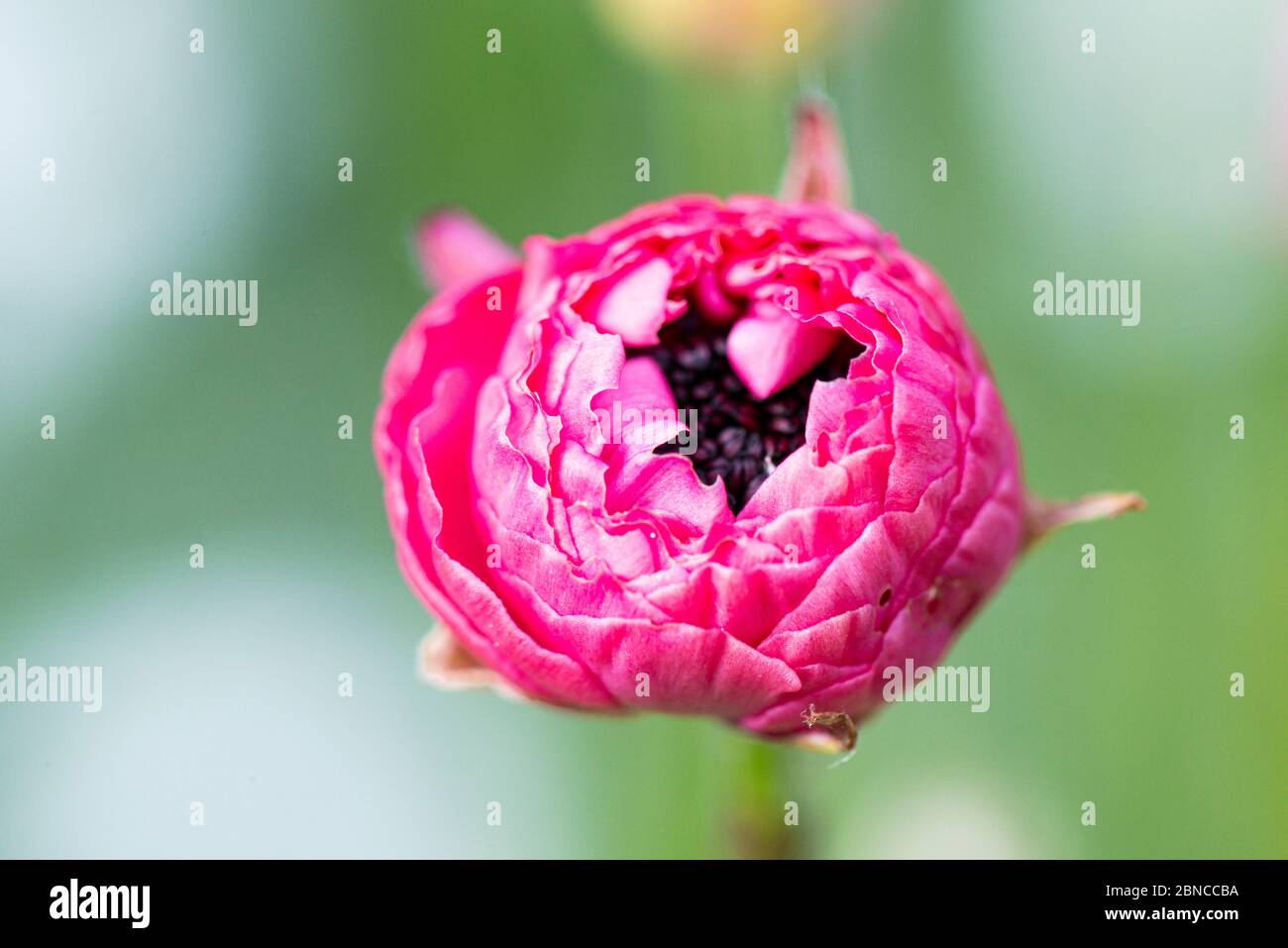 Flower bud opening hi-res stock photography and images - Alamy
