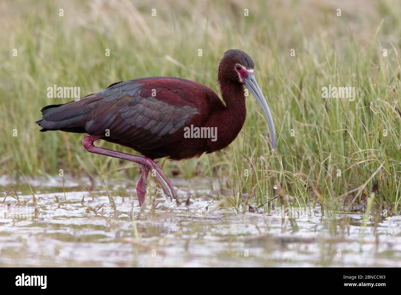 White faced ibis legs hi-res stock photography and images - Alamy