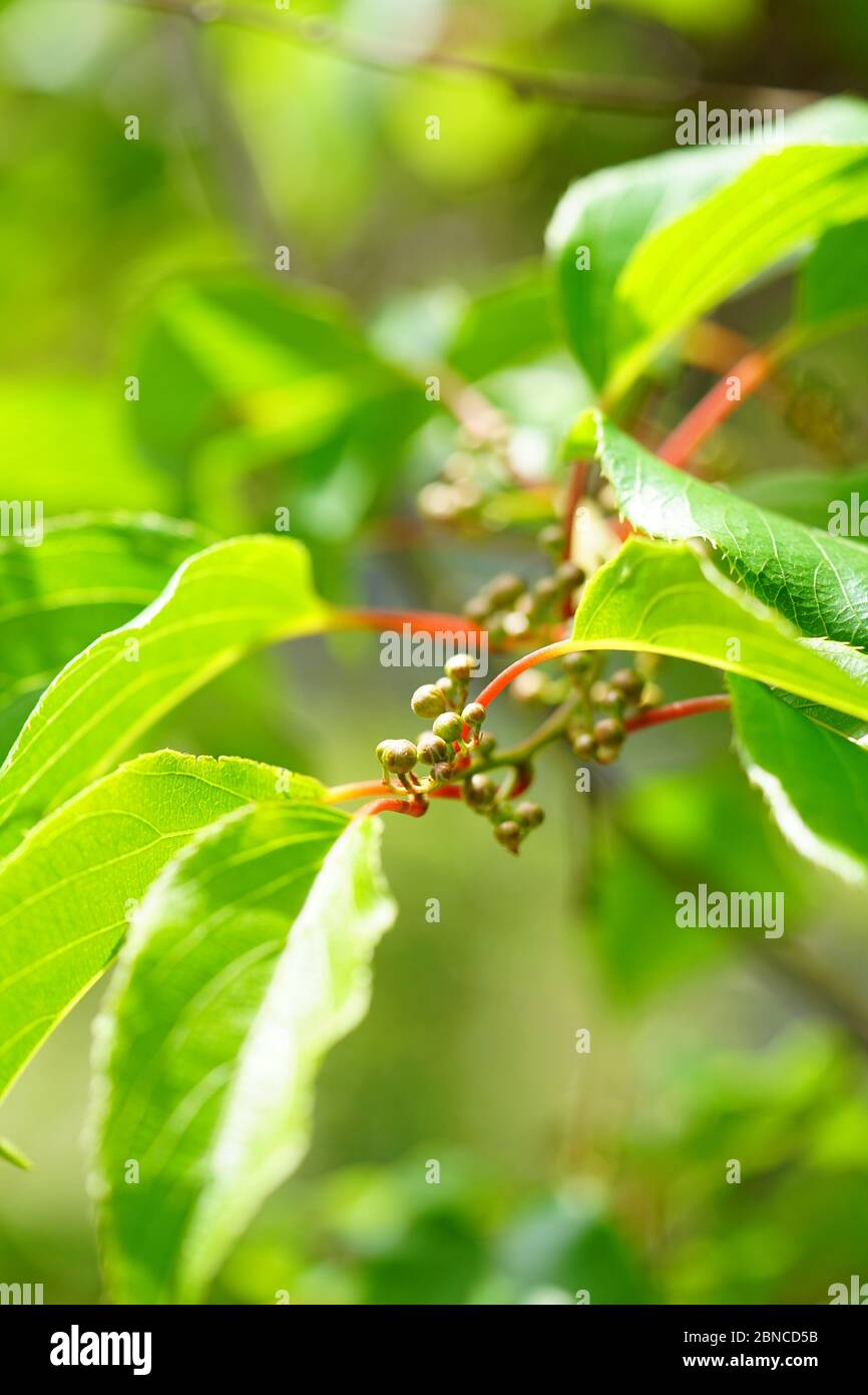 Flower and leaves of the baby kiwi berry fruit (actinidia arguta ...