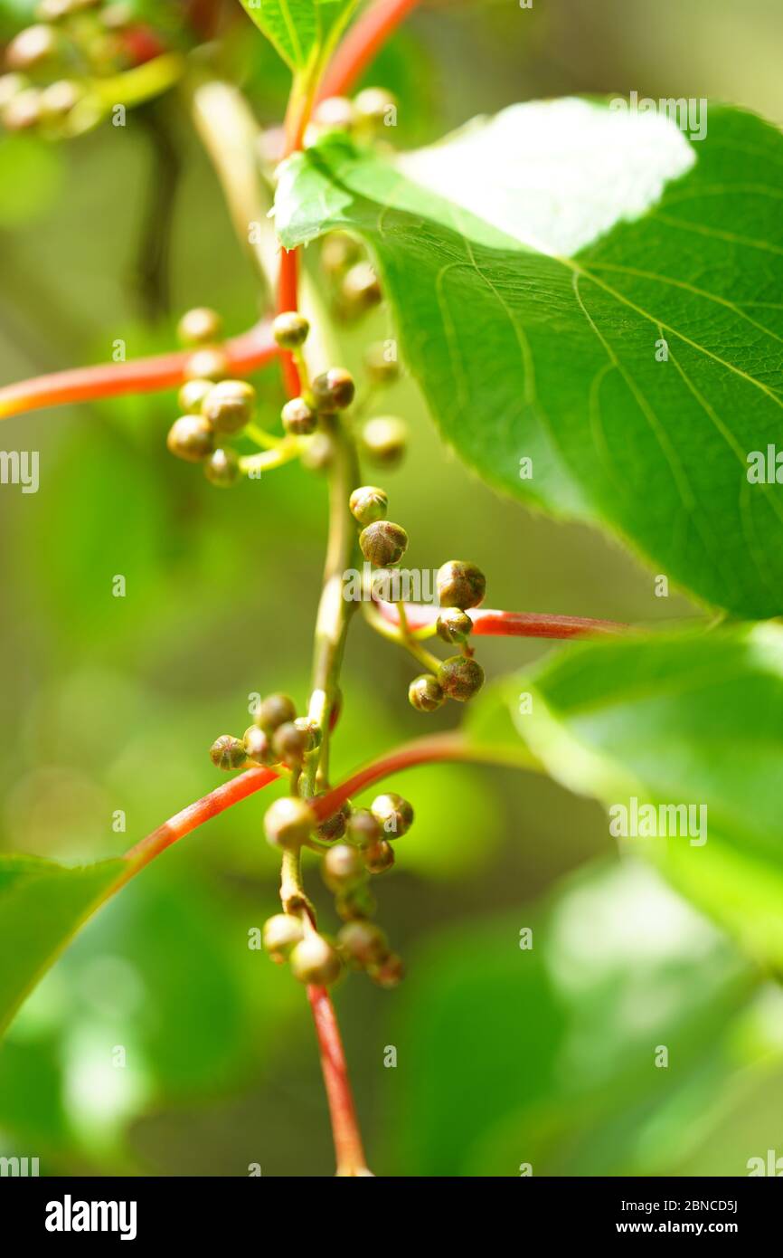 Flower and leaves of the baby kiwi berry fruit (actinidia arguta ...