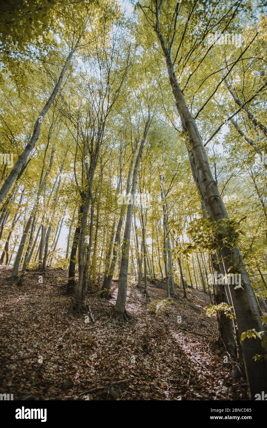 Vertical low angle shot of tall trees in the forest under the sunlight ...