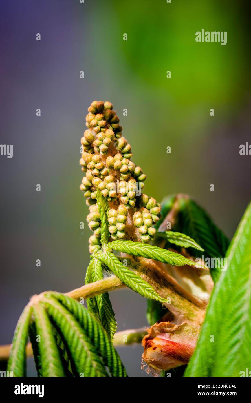 Sticky buds horse chestnut tree hi-res stock photography and images - Alamy