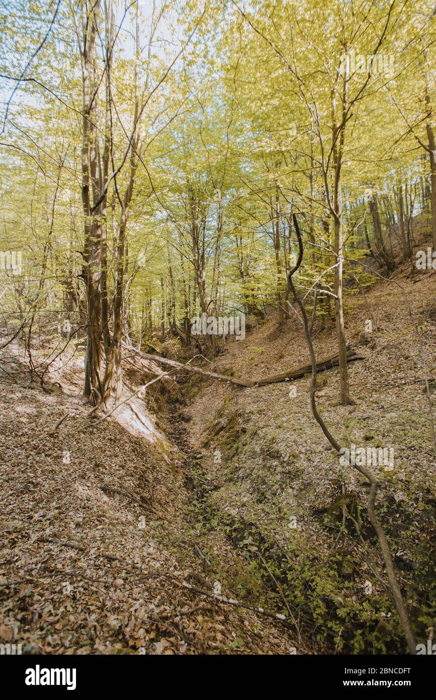 Vertical low angle shot of tall trees in the forest under the sunlight ...