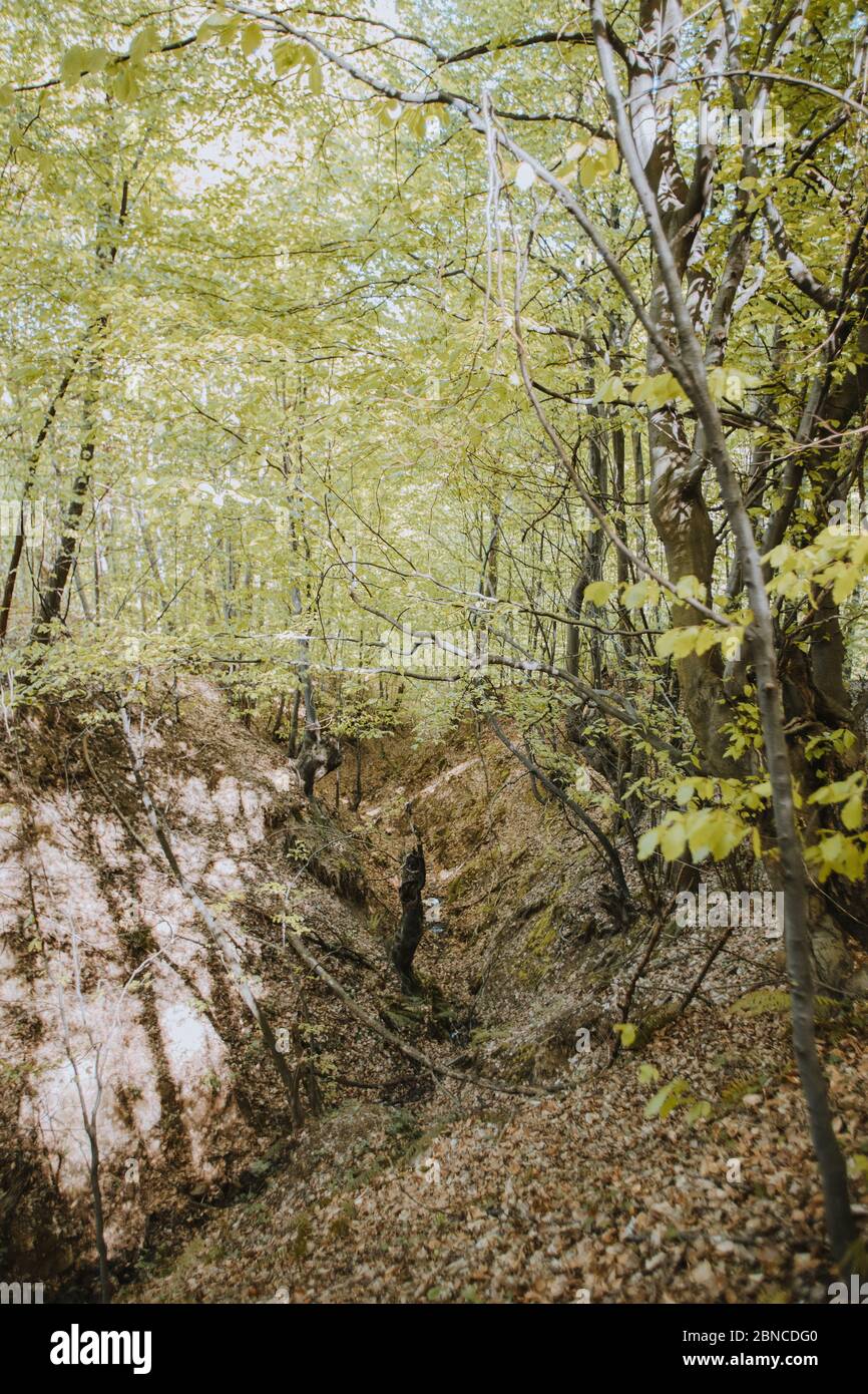 Vertical low angle shot of tall trees in the forest under the sunlight ...
