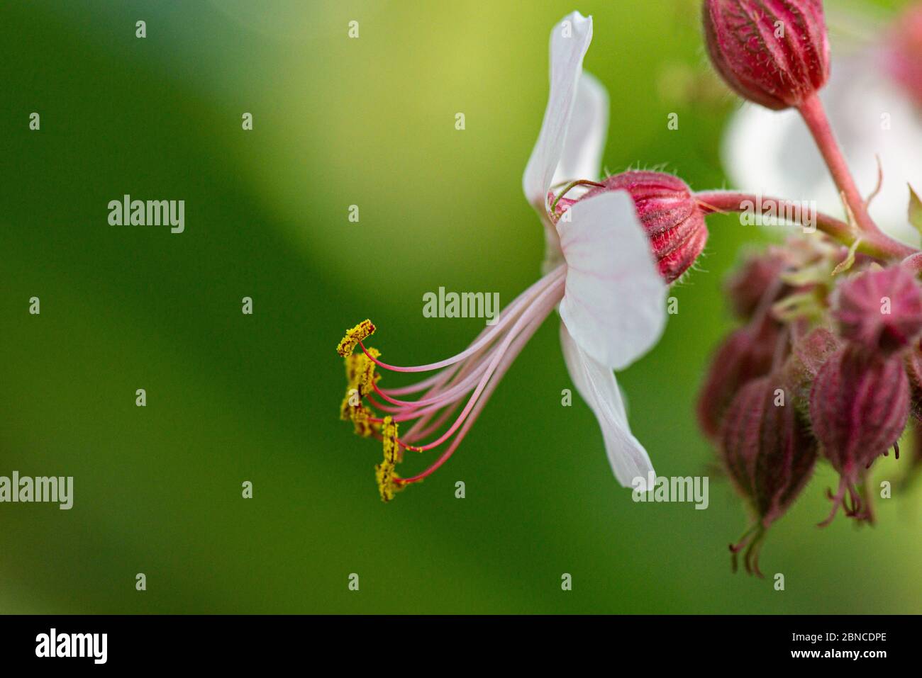 Bigroot hi-res stock photography and images - Alamy