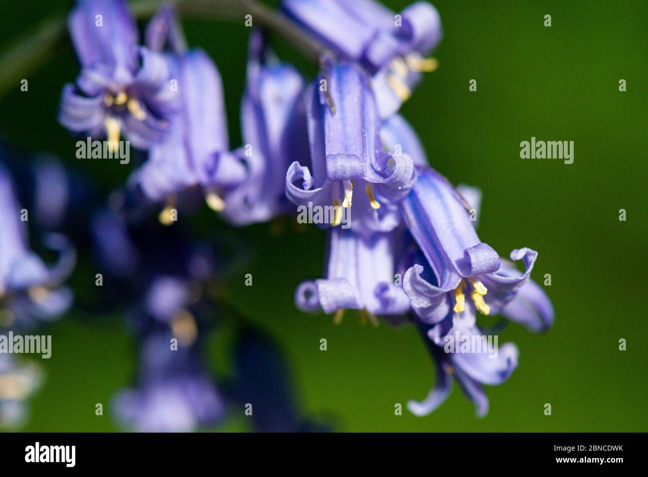 English bluebell (Hyacinthoides non-scripta Stock Photo - Alamy