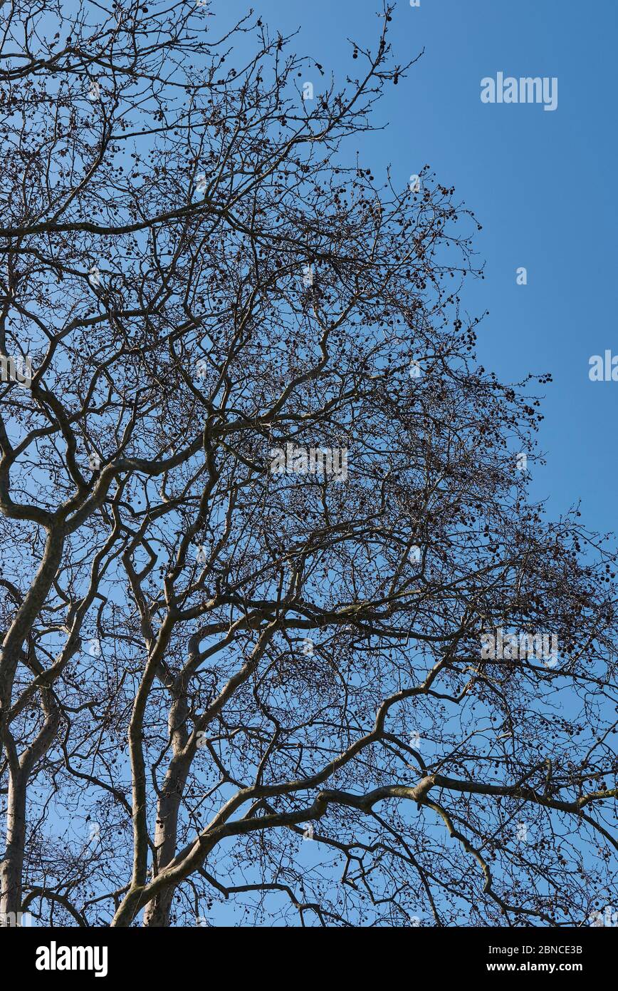 Platanus x hispanica tree in winter Stock Photo - Alamy