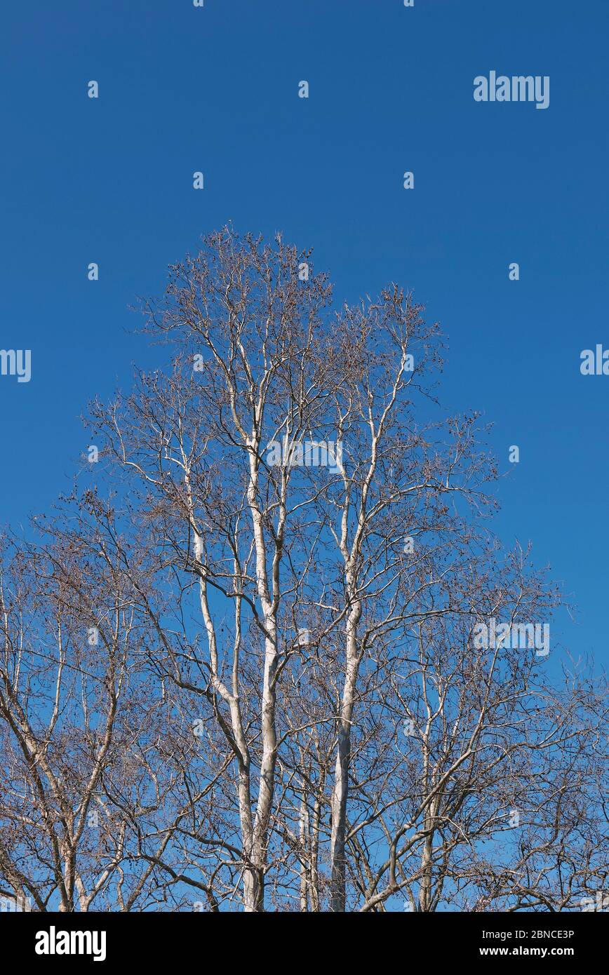 Platanus x hispanica tree in winter Stock Photo - Alamy
