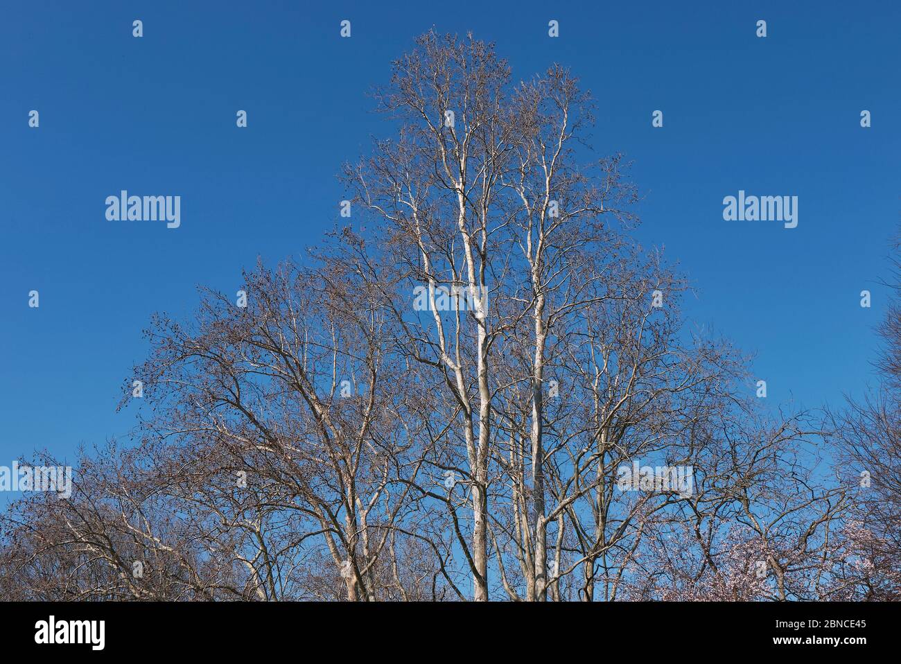 Platanus x hispanica tree in winter Stock Photo - Alamy