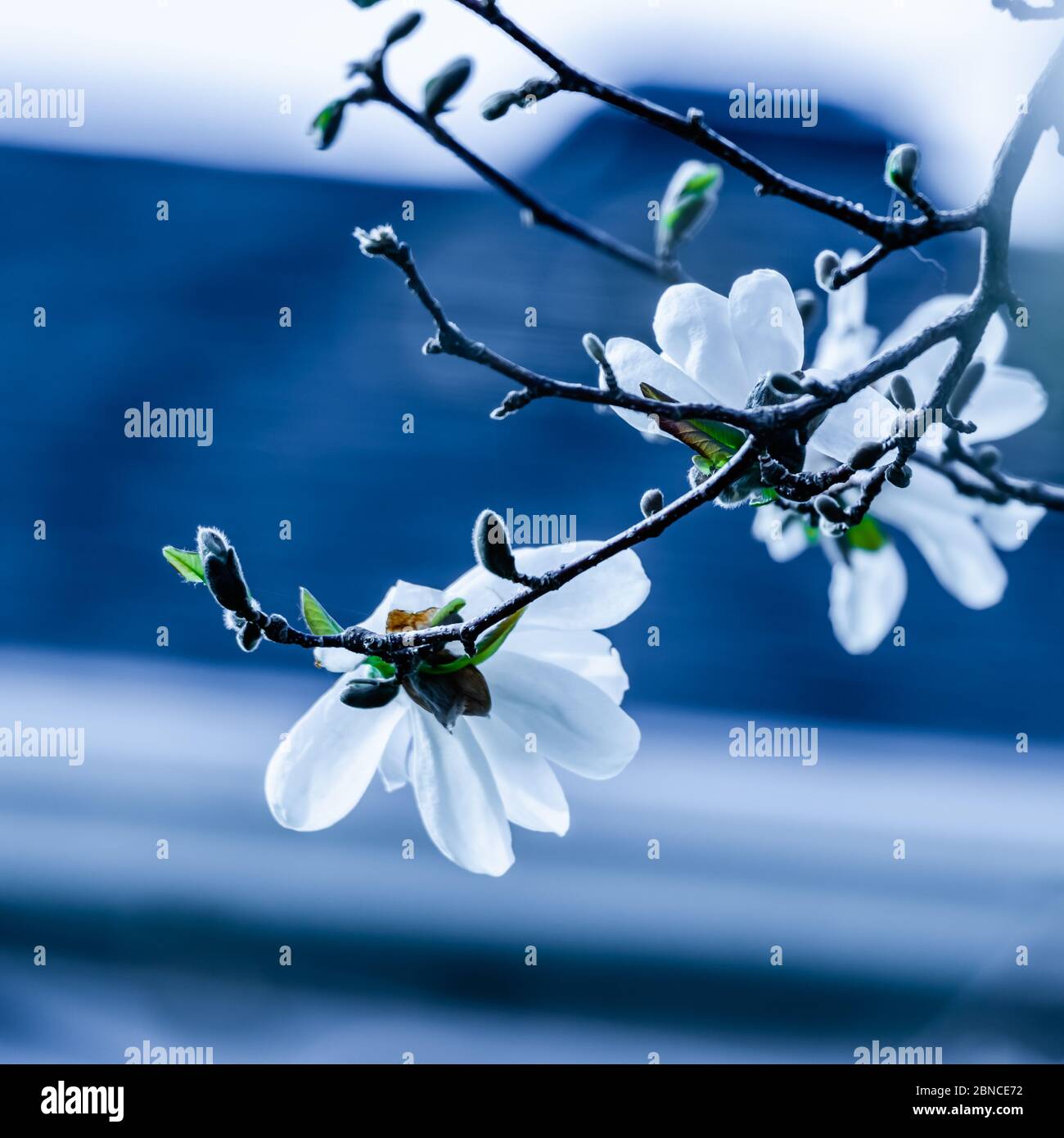 Magnolia flowering time, close-up photography Stock Photo - Alamy