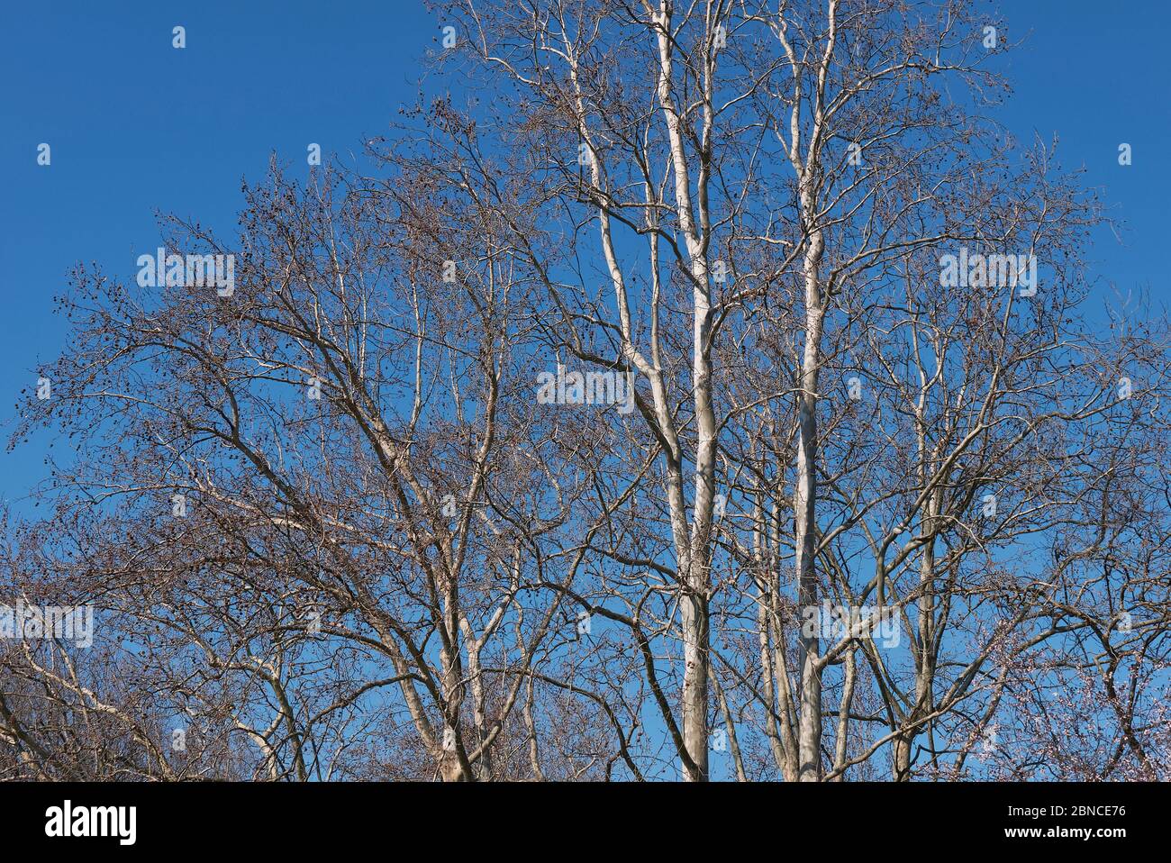 Platanus x hispanica tree in winter Stock Photo - Alamy