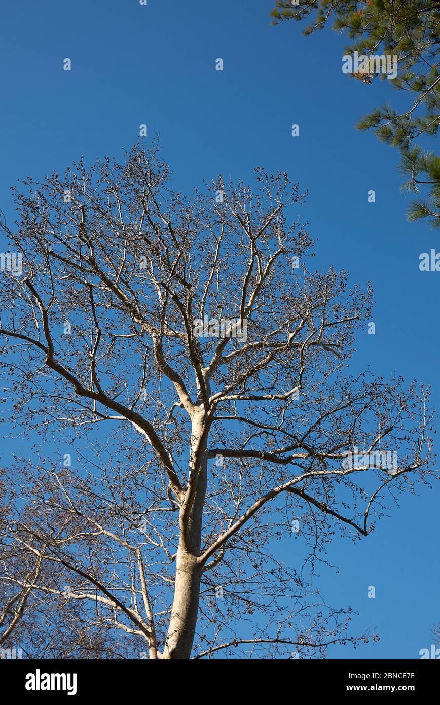 Platanus x hispanica tree in winter Stock Photo - Alamy