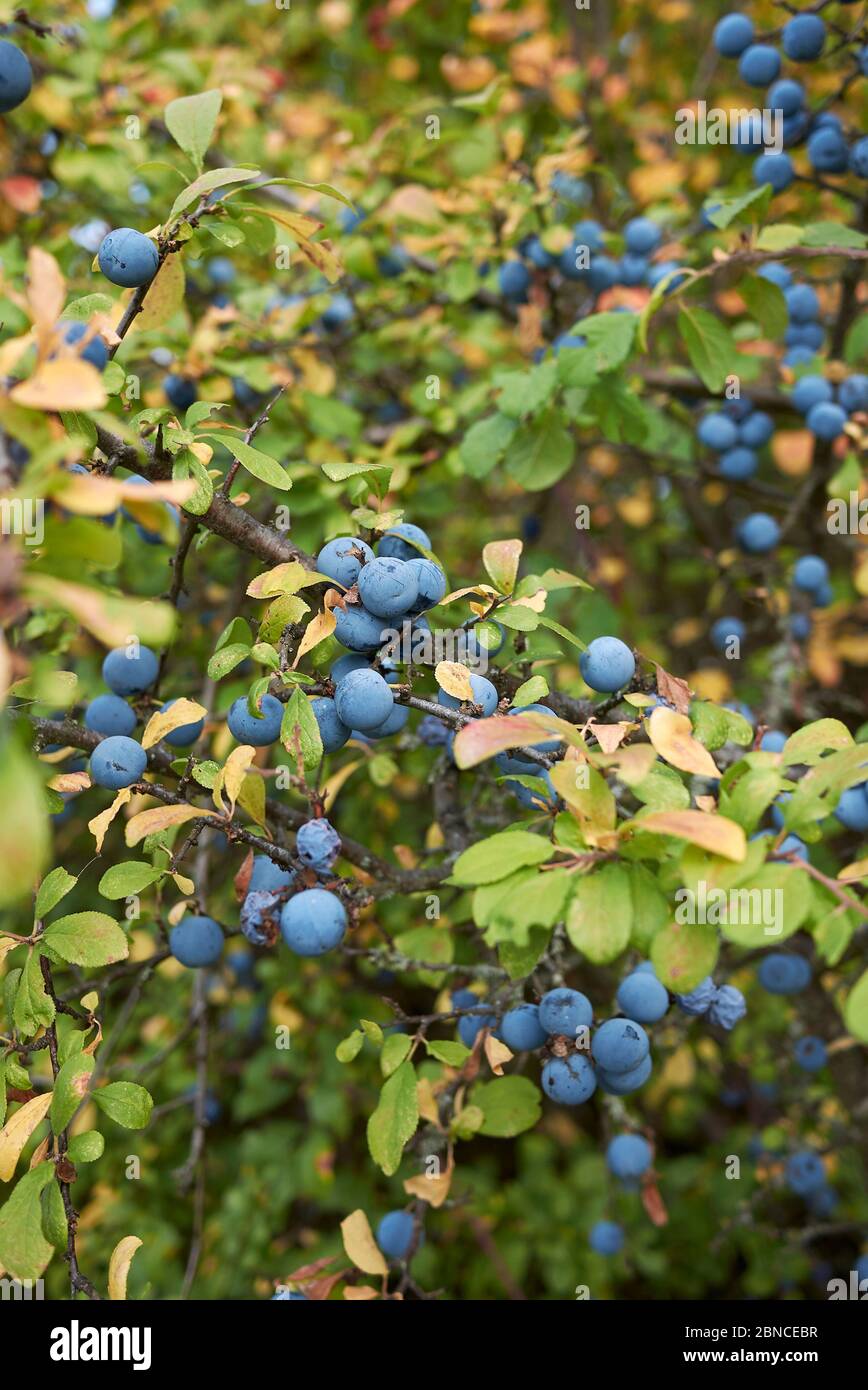 Prunus spinosa branch with fruit Stock Photo - Alamy