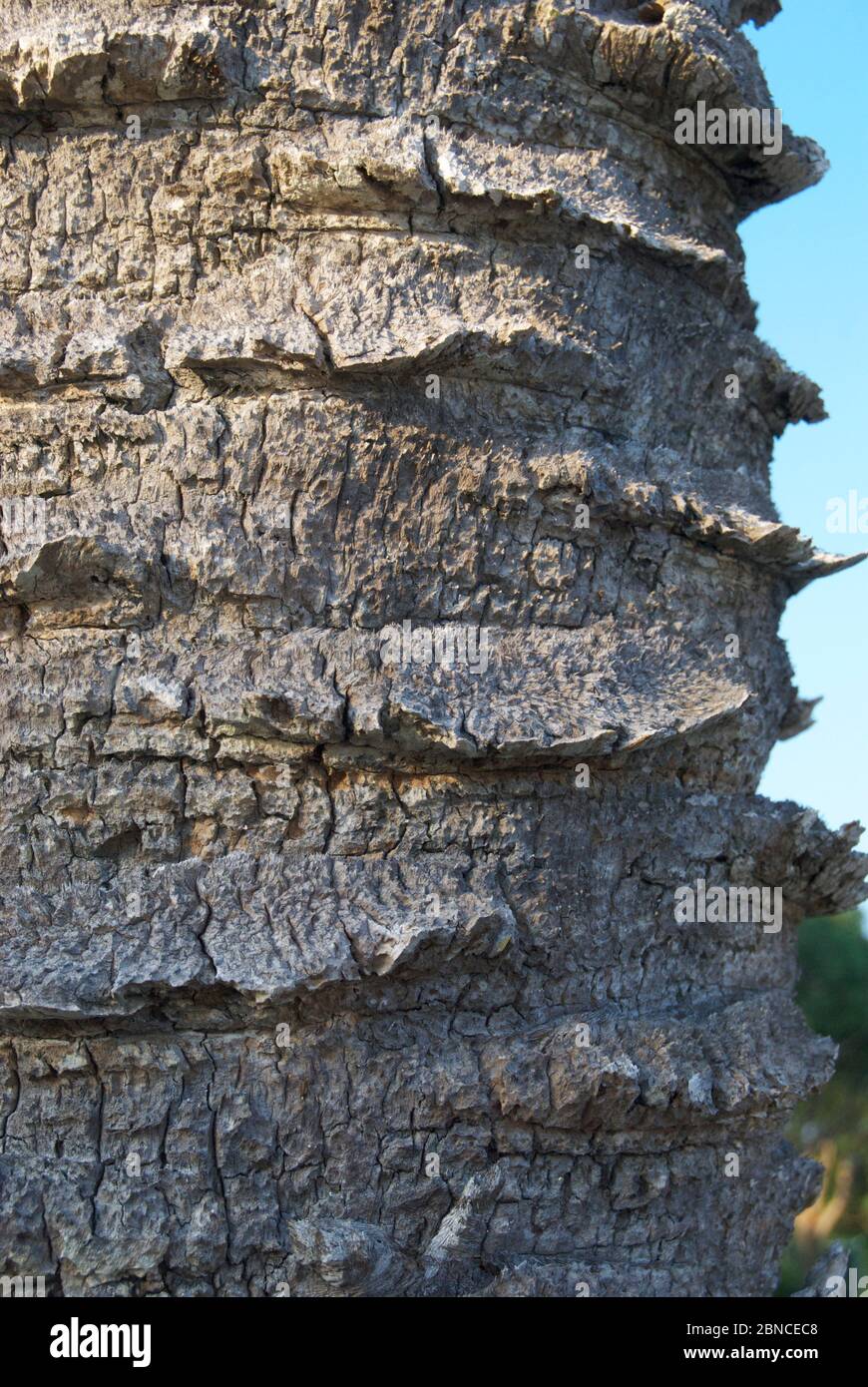 Florida bark texture hi-res stock photography and images - Alamy