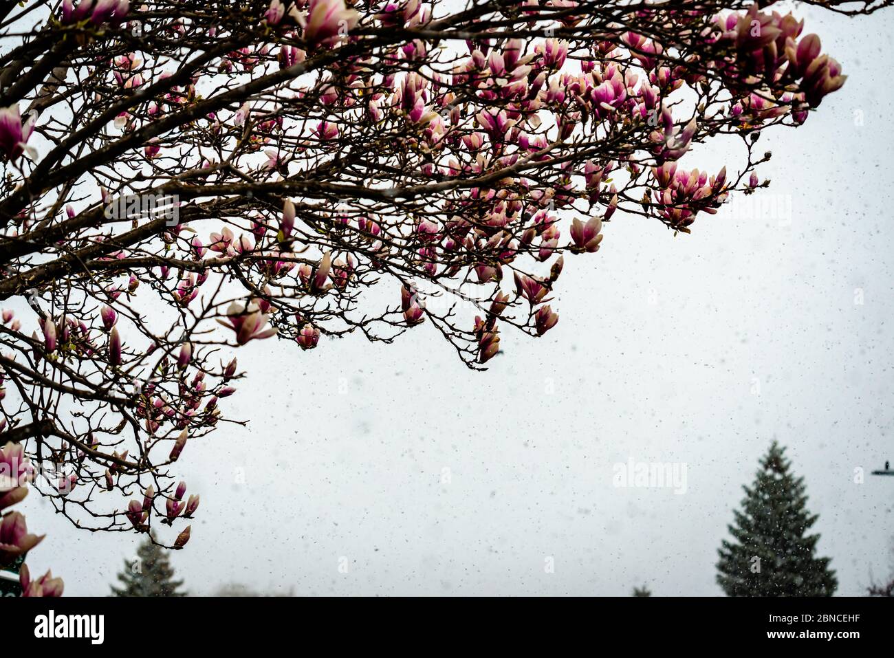 Magnolia flowering time, close-up photography Stock Photo - Alamy