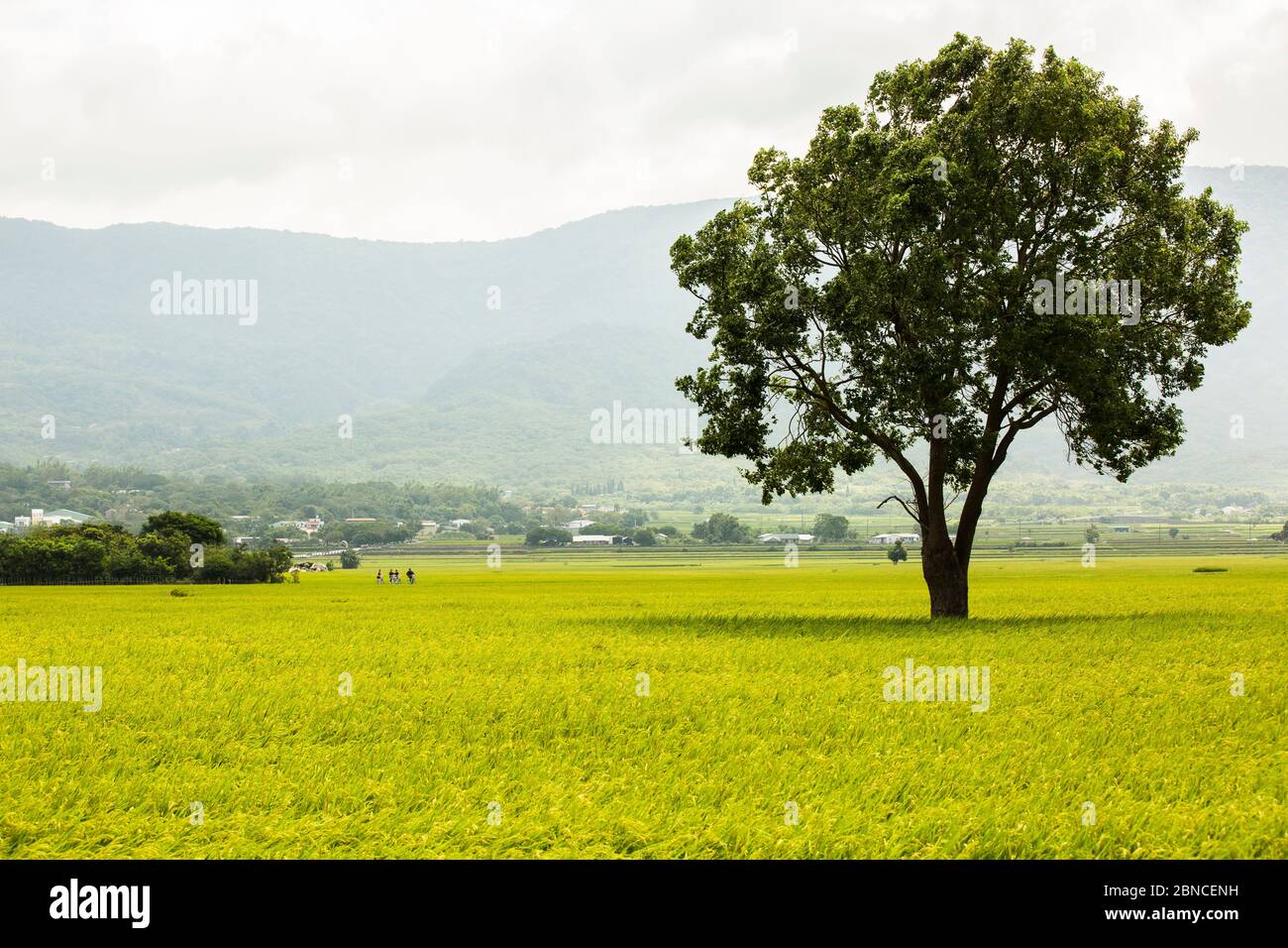 Rice field taiwan High Resolution Stock Photography and Images - Alamy